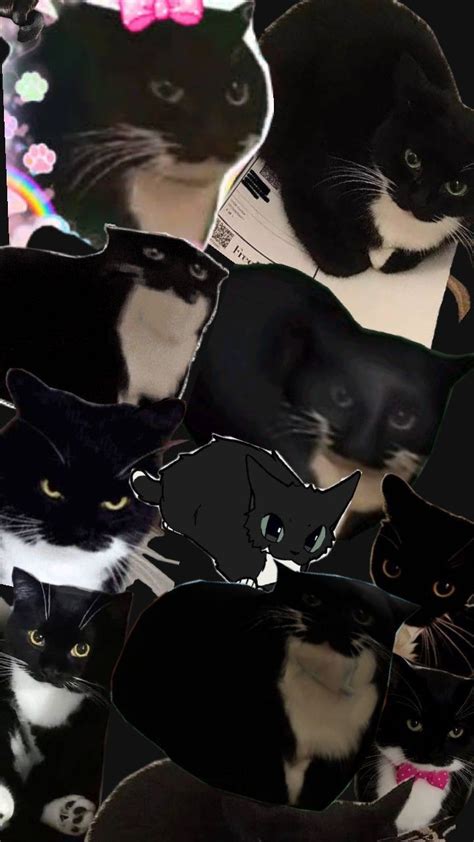 Maxwell The Cat Animation