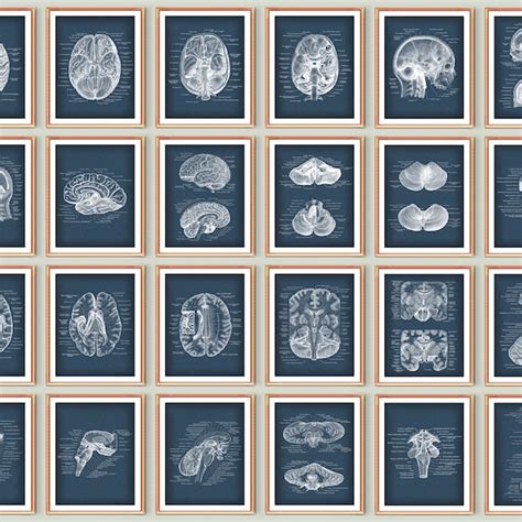 Brain Function Chart Etsy