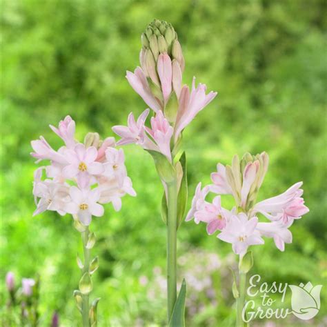 Tuberose Planting And Growing Guide Easy To Grow Bulbs Easy To Grow Bulbs