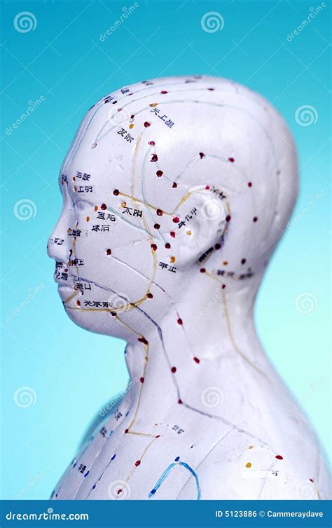 Acupuncture Points Back Of Head At Brooke Mccann Blog