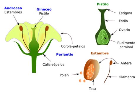 Órganos Vegetales Flor Resumen Atlas De Histología Vegetal Y Animal