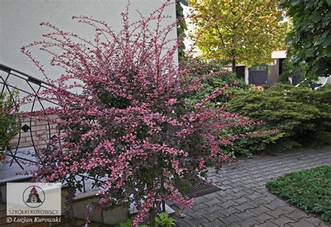 Berberis Thunbergii Rose Glow Barberry Rose Glow Japanese Barberry