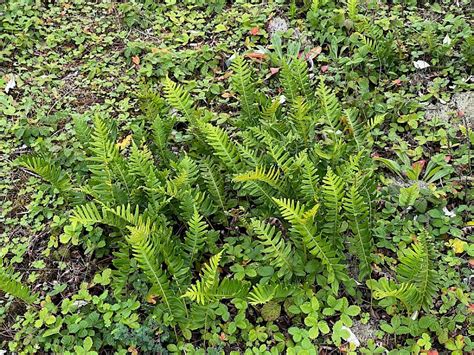 Polypodium Interjectum Intermediate Polypody West Glamorgan Flora