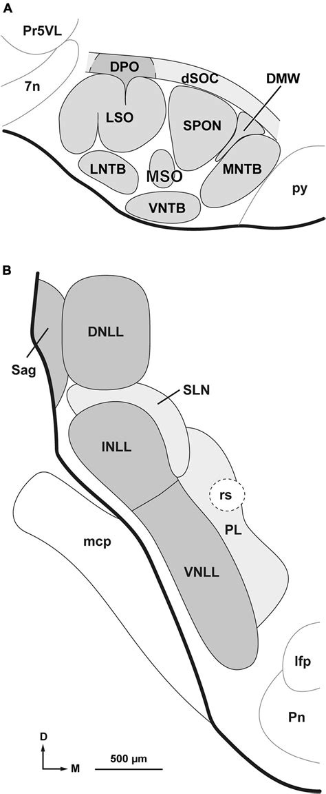 Lateral Lemniscus Wikipedia