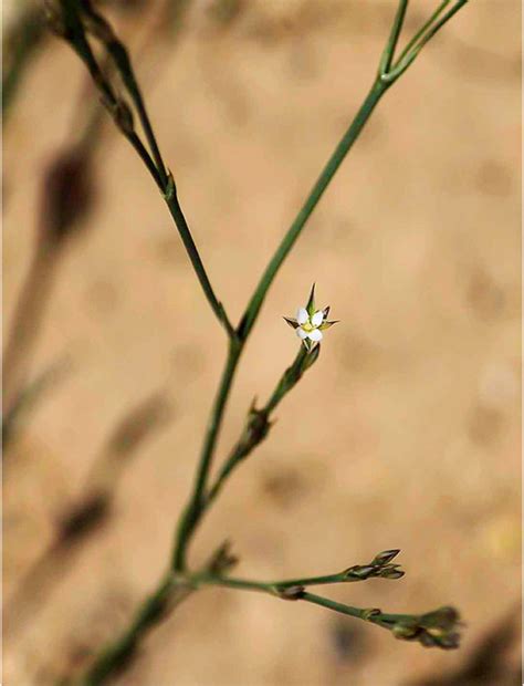Bufonia Tenuifolia