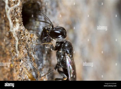 Aphid Wasp Passaloecus Sp Female At The Nest Entrance With An Aphid