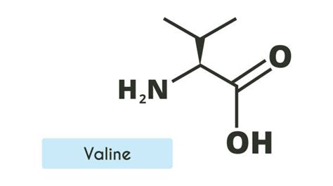Valine Structural Formula