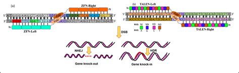 Schematic Representation Of Programmable Site Specific Nucleases Ssns Download Scientific