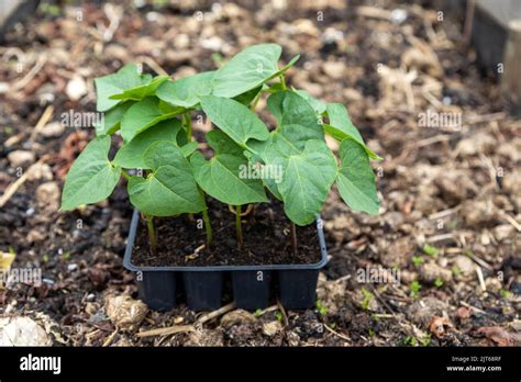 Selective Focus On Bean Seedlings In A Black Plastic Tray Standing On A