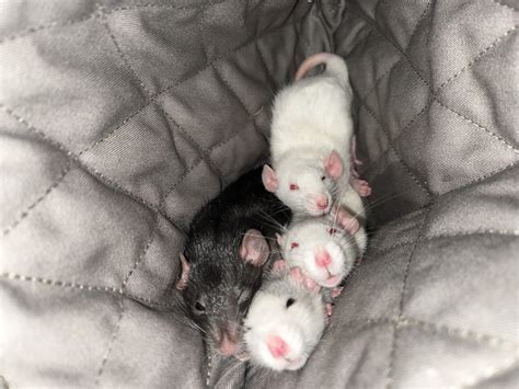 Rat Cuddle Rrats
