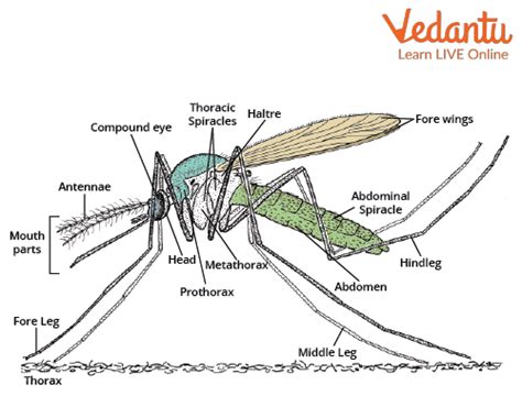Mosquito Pupa Anatomy