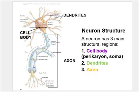 Bio 210 Lab Quiz 5 Flashcards Quizlet