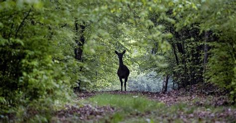 German Man Wants Sex In The Forest Finally Humiliated