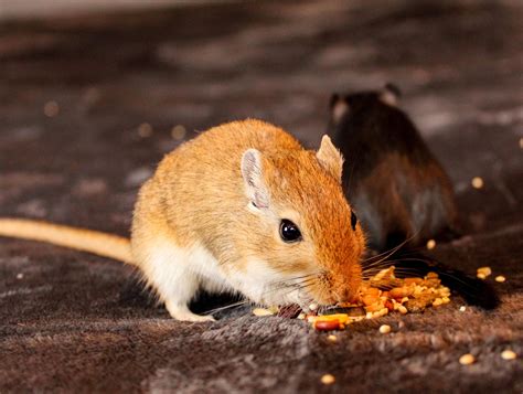 Gerbils