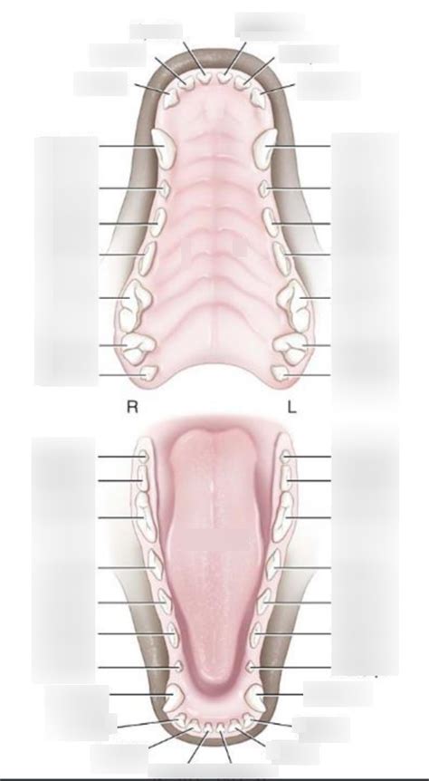 Dog Triadan System Diagram Quizlet