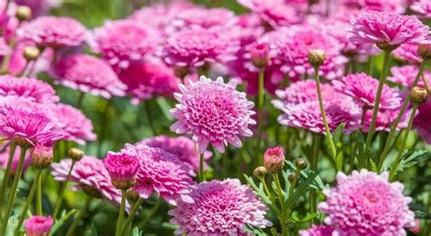 Marguerite Daisy A Growing Guide For Argyranthemum Garden Design