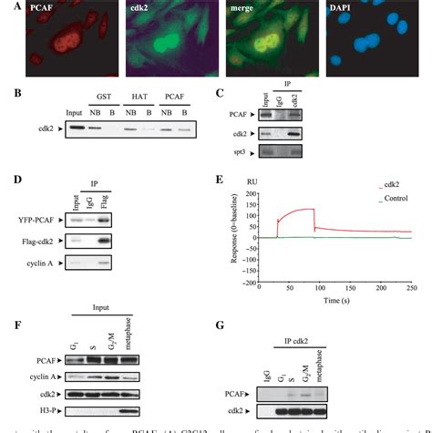P300 Cbp Associated Factor Semantic Scholar