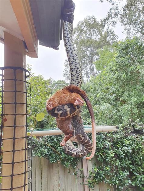 Carpet Python Eating A Possum While Hanging Upside Down Timelapse