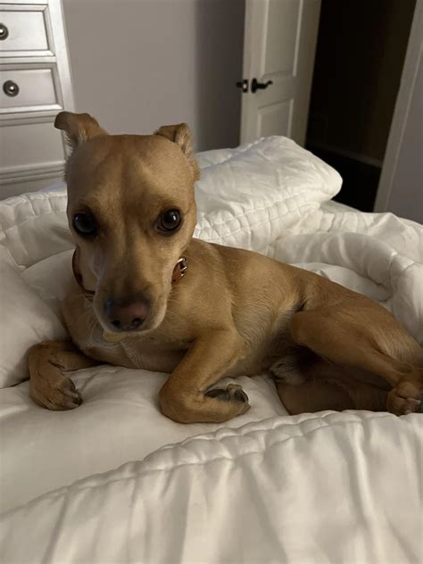 Sweetie Pie Coco Scrolller