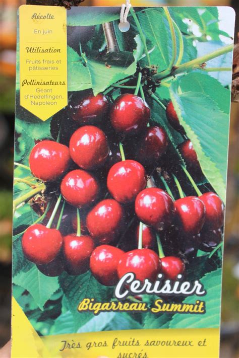 Cerisier Big Summit 12 Tige 3 Jardi Pradel Jardinerie Et Fleuriste à Bagnères De Luchon