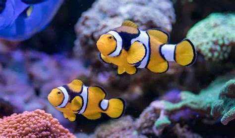 The 10 Best Saltwater Fish For Aquariums Reef2reef