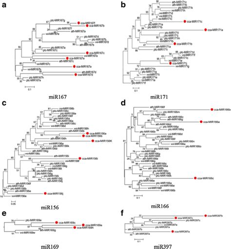 The Maximum Likelihood Ml Phylogenetic Tree Reconstruction Using