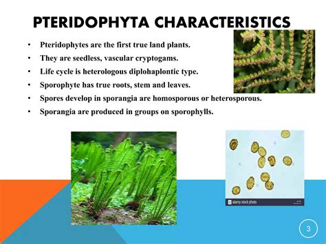 Pteridophyta Pptx