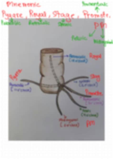 Solution Vermiform Appendix Anatomy Studypool