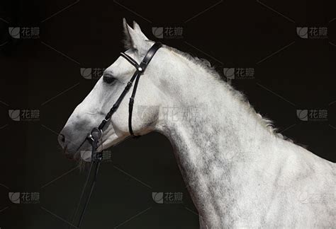 安达卢西亚马肖像在黑暗的稳定的背景