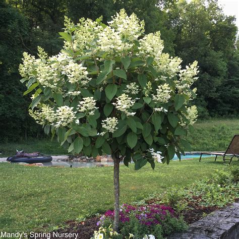 Quick Fire Hydrangea Tree Hydrangea Paniculata Bulk Mandy Spring