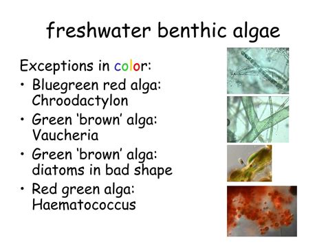 Ppt How To Know The Freshwater Benthic Algae Powerpoint Presentation Id5323914