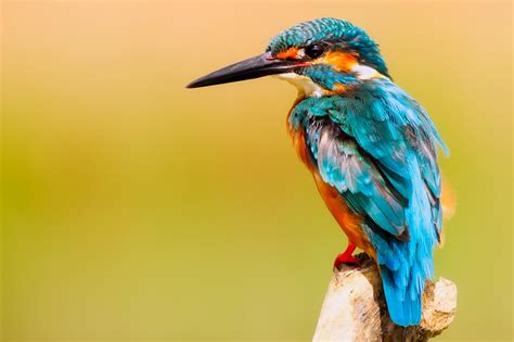 Fotos Gratis Rama Pájaro Ala Fauna Silvestre Retrato Pico Color