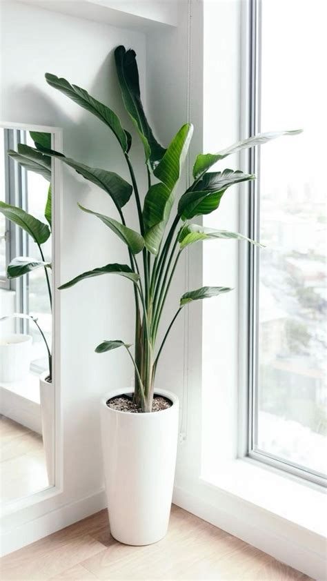 Tree Like Plants To Grow In The House 🪴 Decoracion Con Plantas