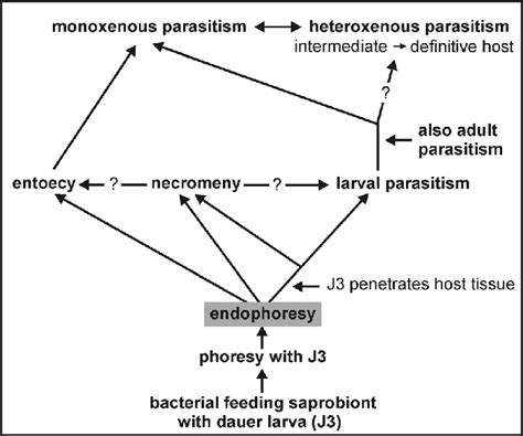 Different Associations Of Secernentea With Other Organisms As Download Scientific Diagram