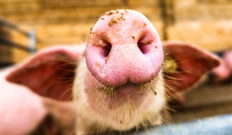 Indical Bioscience Knowledge Hub