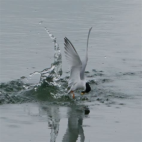 Little Tern Diving On The Surface Of The Lake Album On Imgur