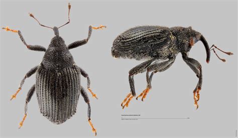 Weevils Of Greece