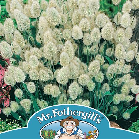 Grass Bunny Tails Seeds Klomps Home And Garden