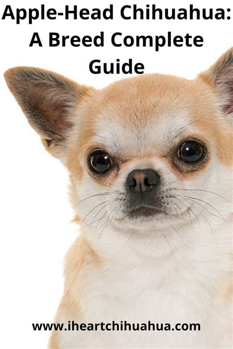 Apple Head Chihuahua A Breed Complete Guide Chihuahua Breeds