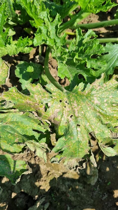 Is This A Bacterial Leaf Spot Disease In Summer Squash Researchgate