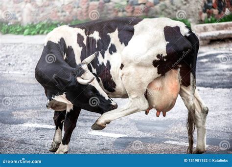 Why Are Cows Udders So Big At Donald Mccann Blog