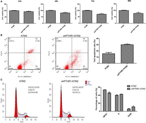 Effects Of Pthr1 Interference On Cell Viability Apoptosis And Cycle