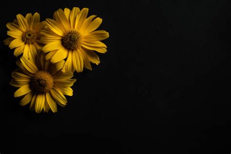 600000 Free Flower No Background And Nature Images Pixabay