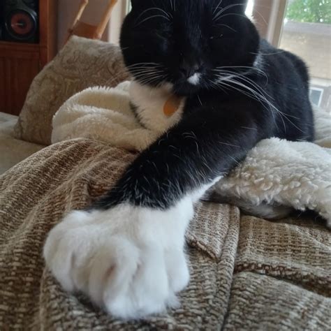 Lemon Peppa Steppas Whatswrongwithyourcat