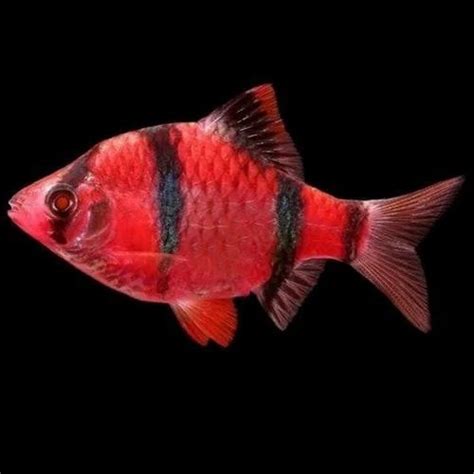 Cherry Red Barb Fish At ₹ 120pair Barb Fish In Howrah Id