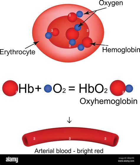 Hemoglobin Oxygen