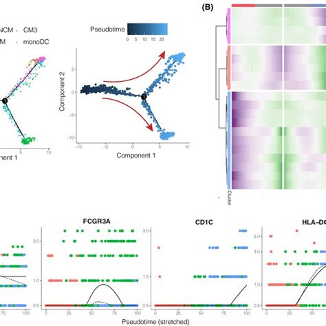 single‐cell sequencing profiling of dendritic cells and monocytes a