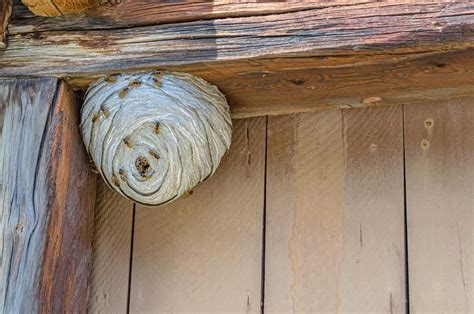 Wasp Nest In The Wall Signs Dangers And Safe Removal In Ireland