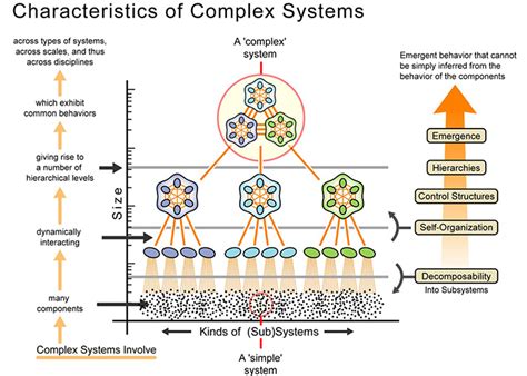 Homeodynamic Regulatory Interactions At The Cardiothoracic Surgery And