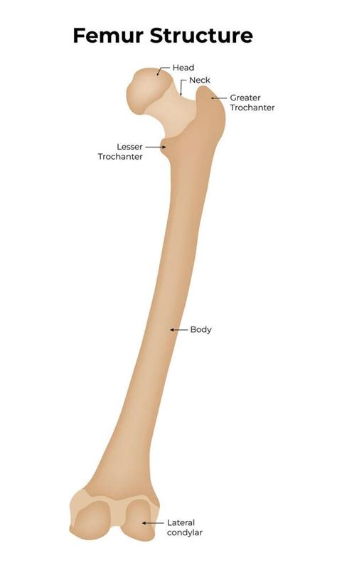 Femur Structure Science Design Vector Illustration 38333587 Vector Art At Vecteezy